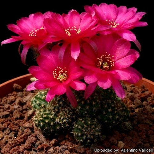 Beautiful Cactus - Decor Report